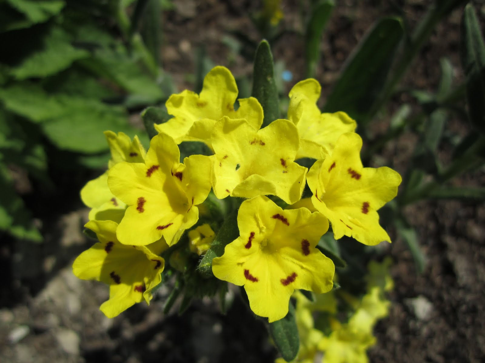 Moster och jag: Gula blommor.