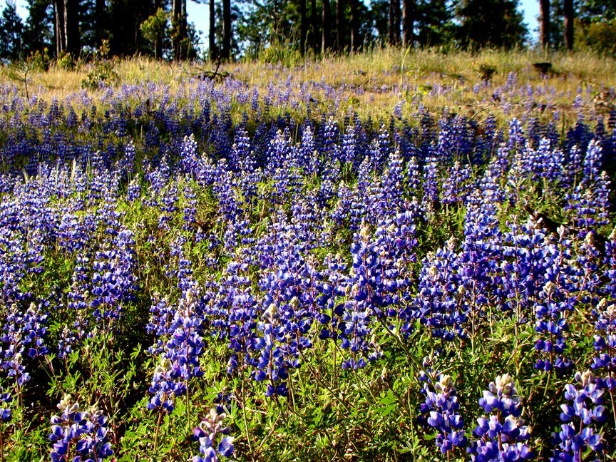 Geotripper: Red Hills Redux