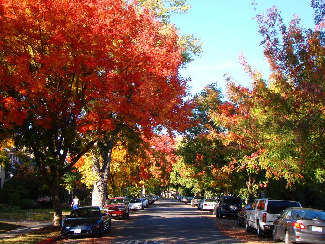 Geotripper: A Show of Fall Color...in California?