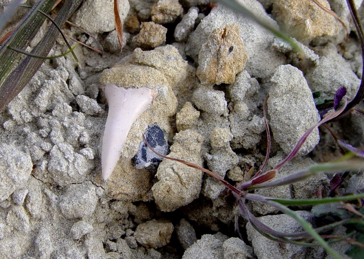 Geotripper: The Other California: Sharktooth Hill and a Fossil ...