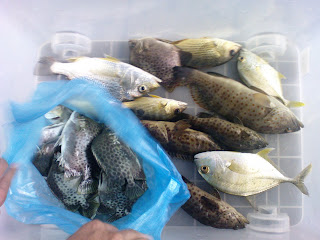 Utik Anglers: Fish Outing December