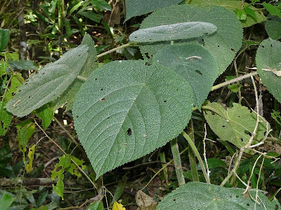 Alan's Wildlife: Stinging Trees