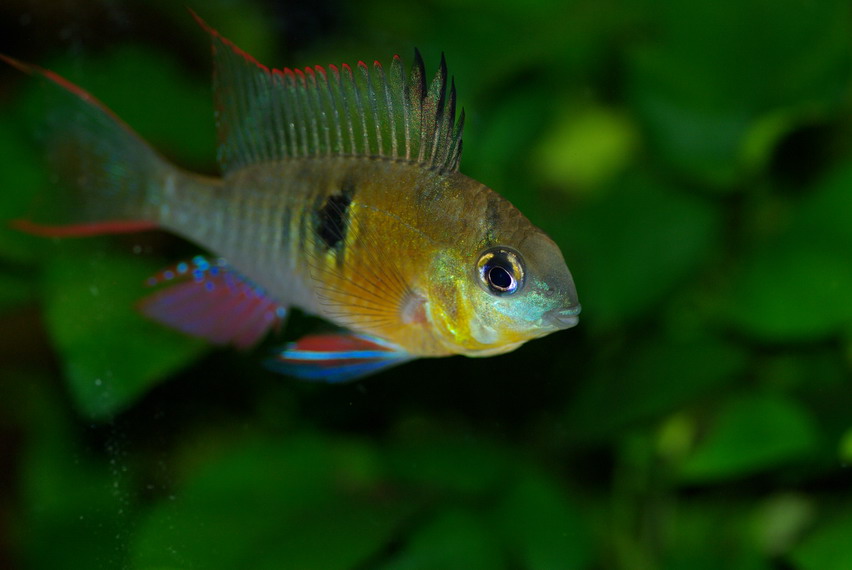 Freshwater Animal: Mikrogeophagus altispinosus (Bolivian Butterfly ...