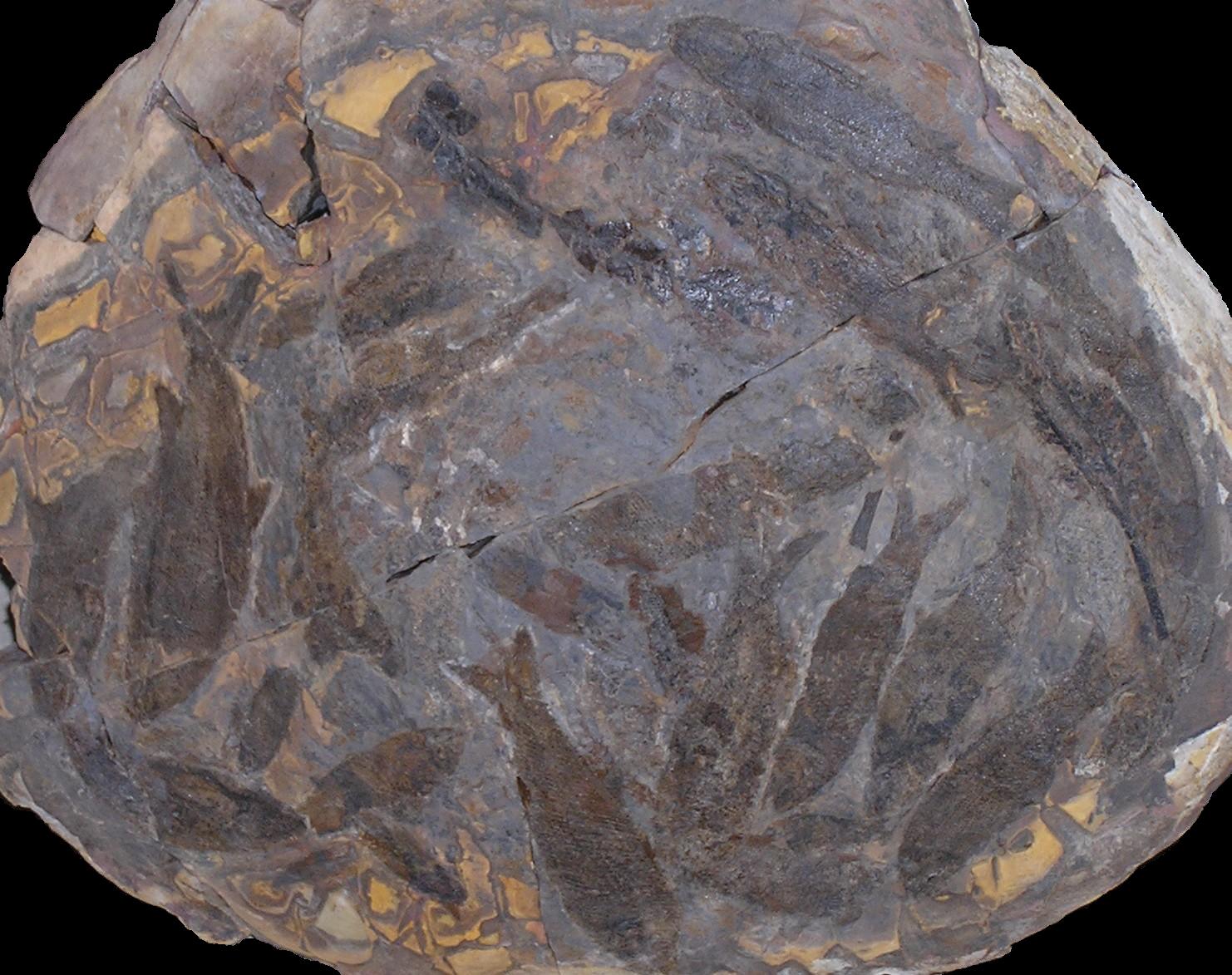 AUSSIE FOSSIL HUNTER