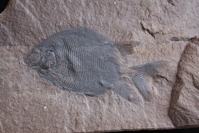 AUSSIE FOSSIL HUNTER: CLEITHROLEPIS