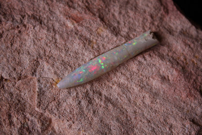 AUSSIE FOSSIL HUNTER