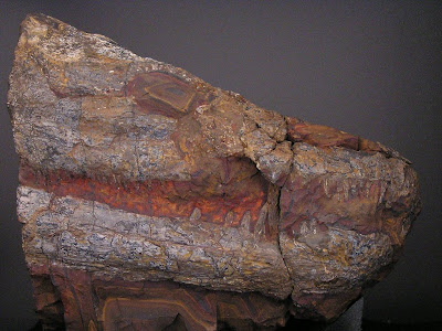 AUSSIE FOSSIL HUNTER