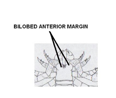 Scorpion Evolution (by Bob Crean): The Carapace and its Evolution