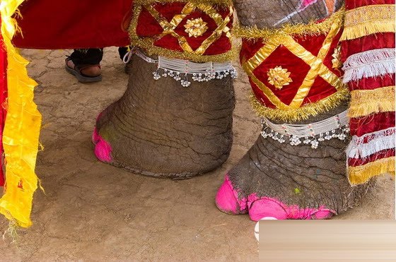 NETWORK 4 FUN: Indian Elephants Makeup for Beauty Contest
