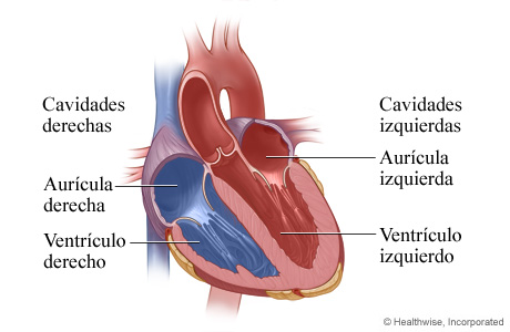 Sistemas Biológicos: Aurículas y Ventrículos