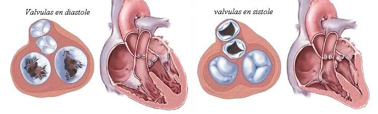 Sistemas Biológicos: Válvulas del corazón