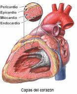 Sistemas Biológicos: Estructuras del corazón