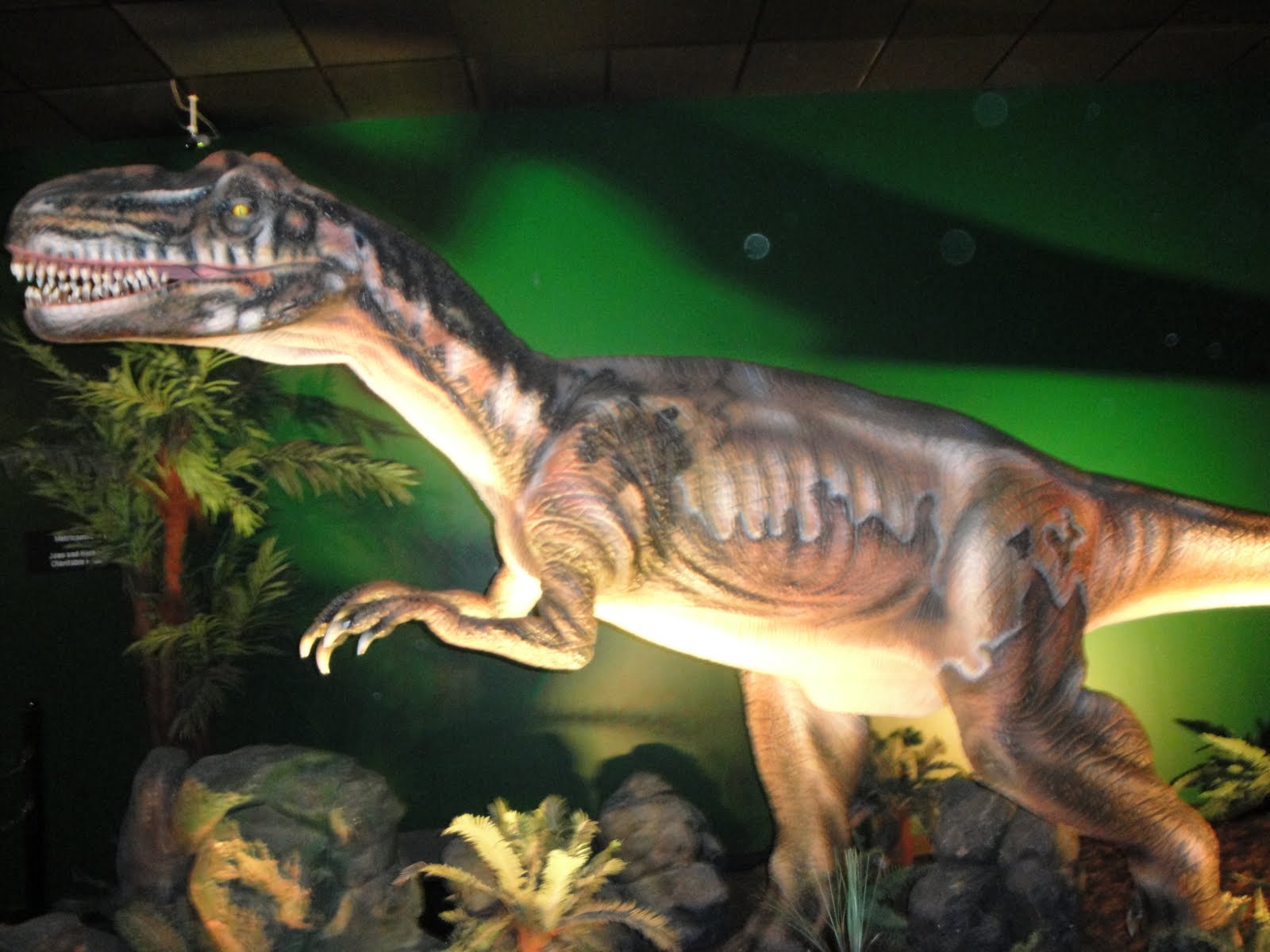 experiencia en san antonio tx: MUSEO WITTE ( SAN ANTONIO TEXAS )