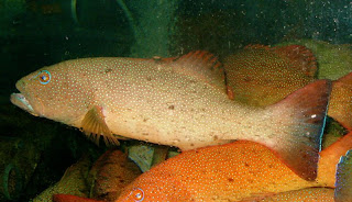 Musings on Life in Hong Kong: Leopard Coral Grouper 東星斑