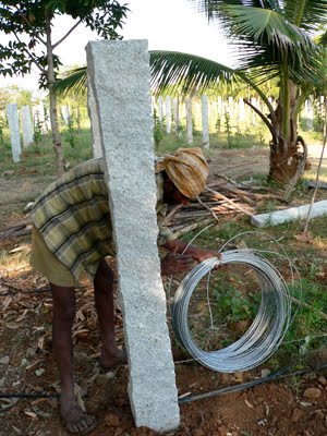Magpie Wines: VINEYARD PRUNING & TRELLIS SYSTEMS