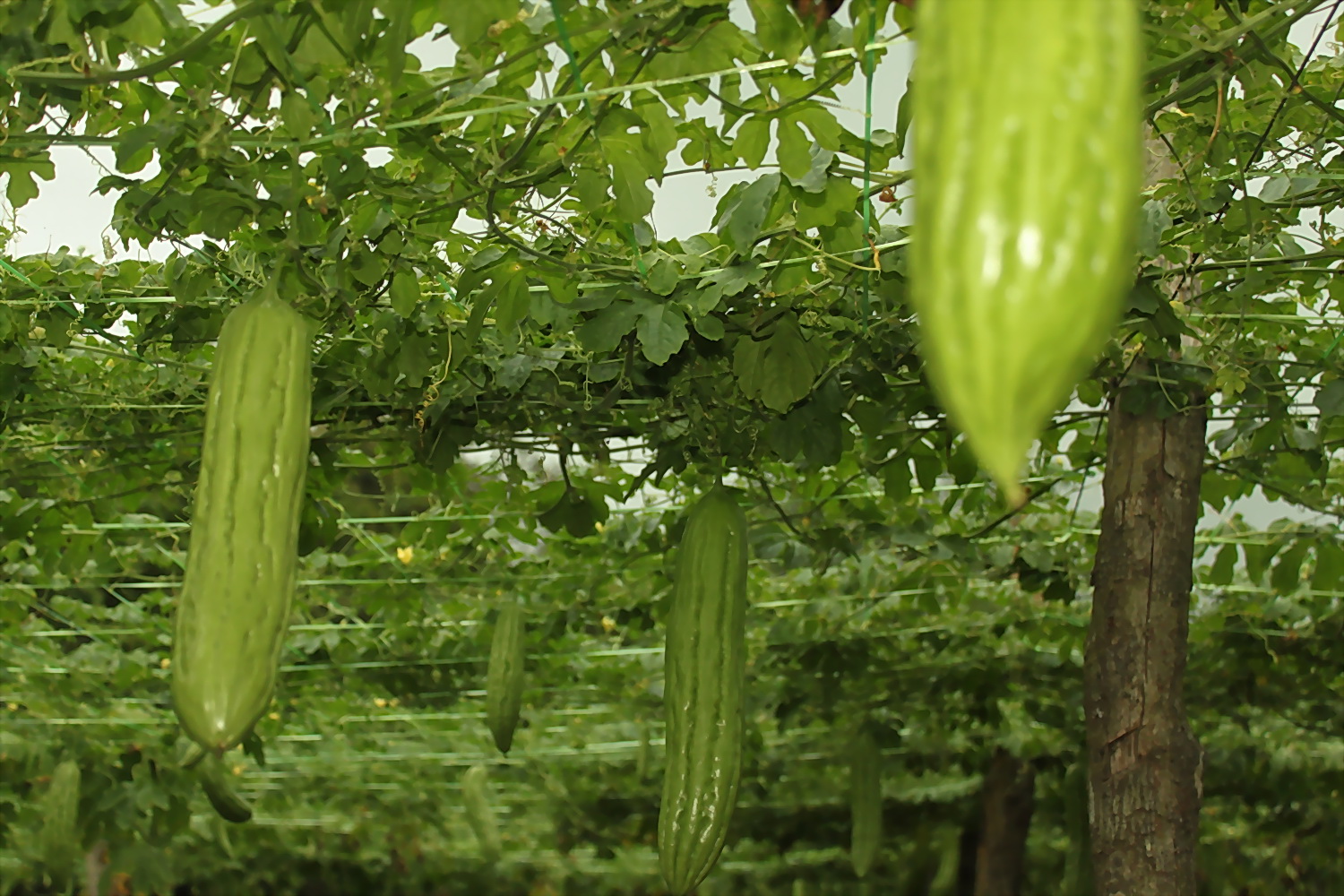 Agriculture Is Our Business: Peria Update - May 10