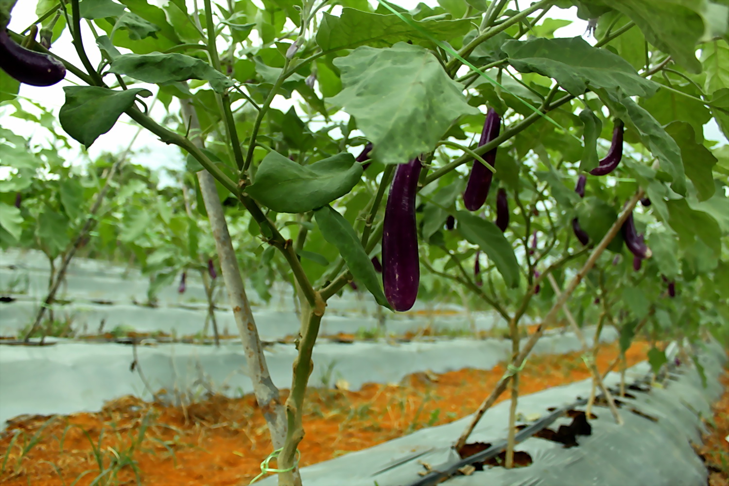 Agriculture Is Our Business: Terung Mini Update May 2010