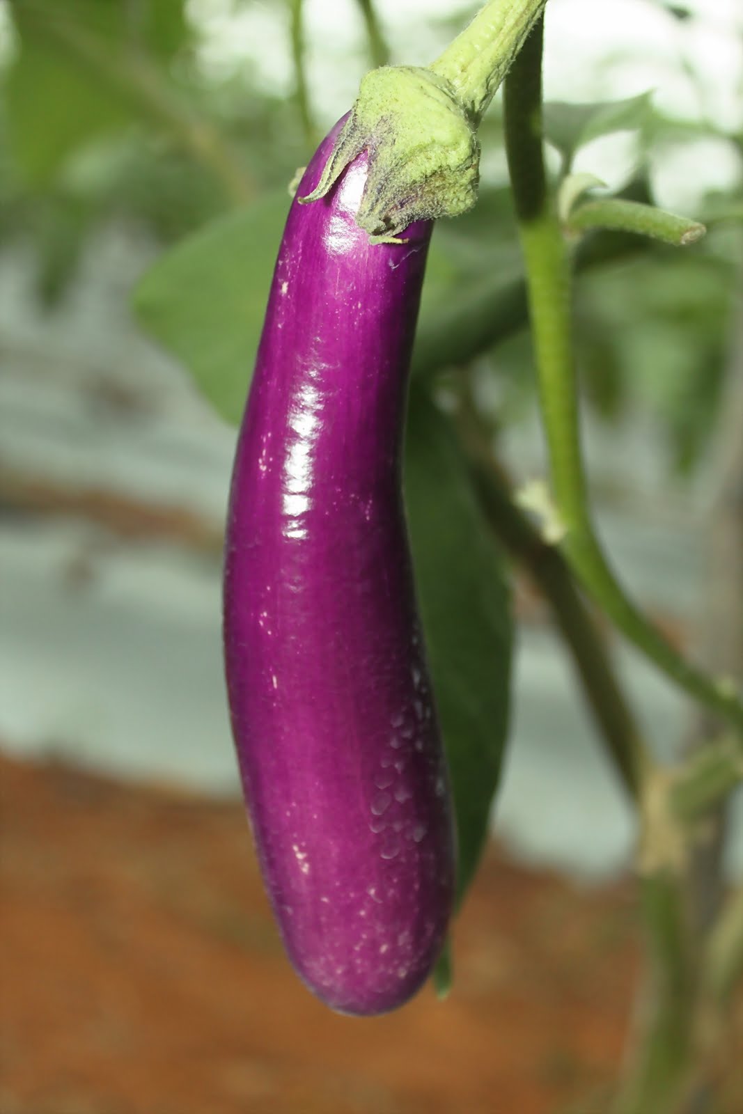 Agriculture Is Our Business: Terung Mini Update May 2010