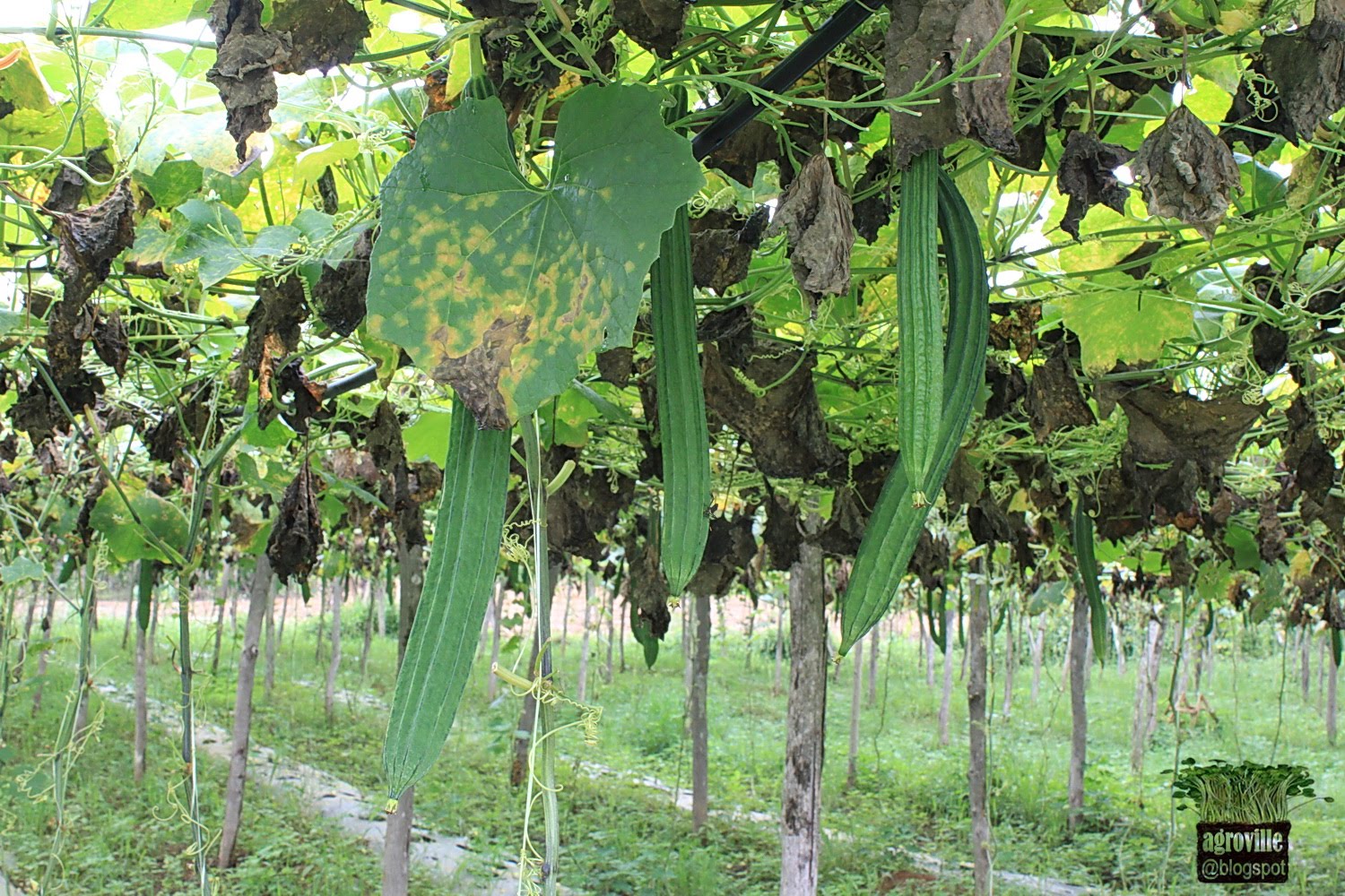 Agriculture Is Our Business: Petola Update Dis 2010