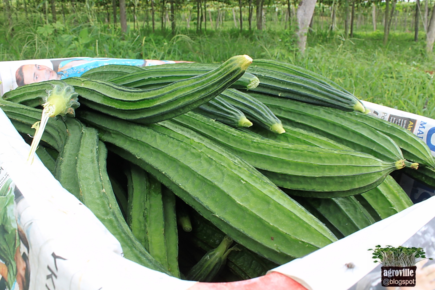 Agriculture Is Our Business: Petola Update Dis 2010