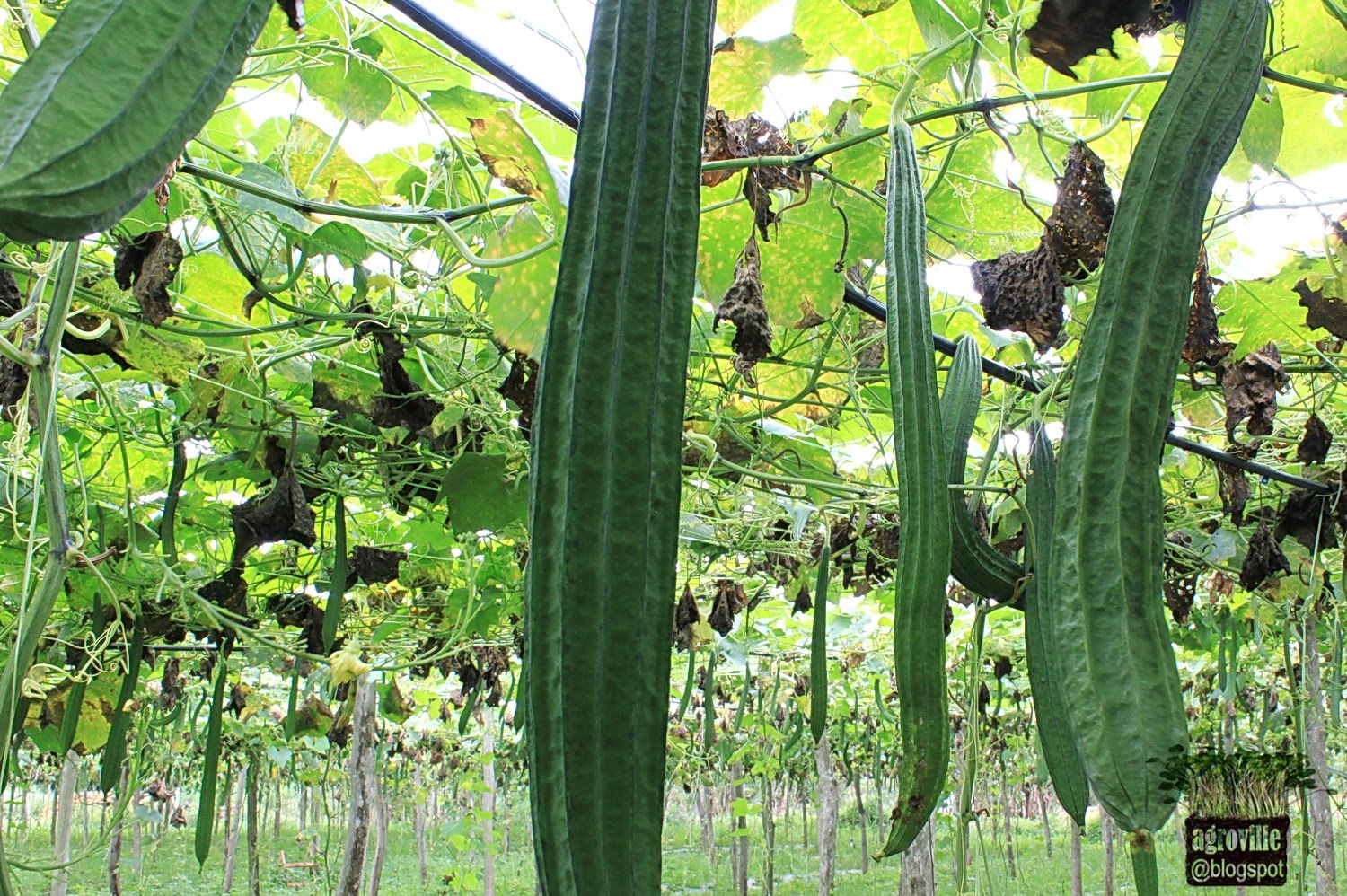 Agriculture Is Our Business: Petola Update Dis 2010