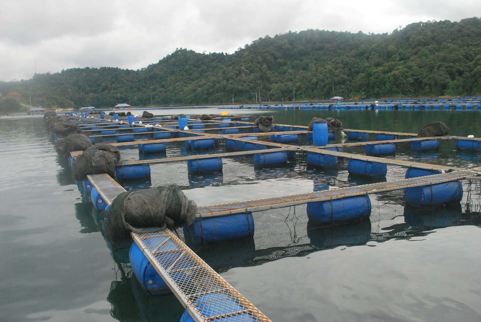 Aquaculture Feed Companies In Malaysia at Timothy Bottom blog