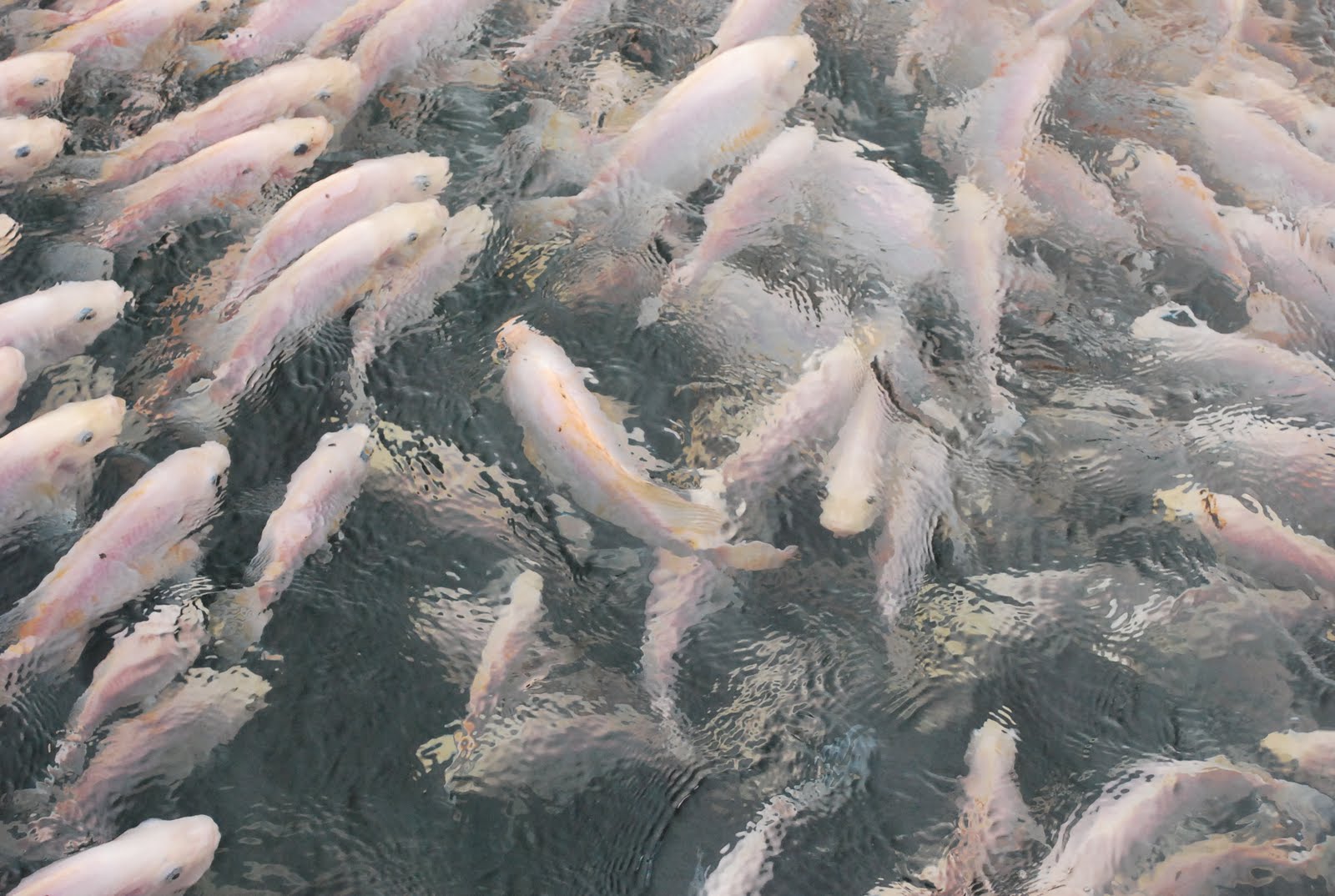 Wan's Footprints the World: Aquaculture in Kenyir Lake, Terengganu ...