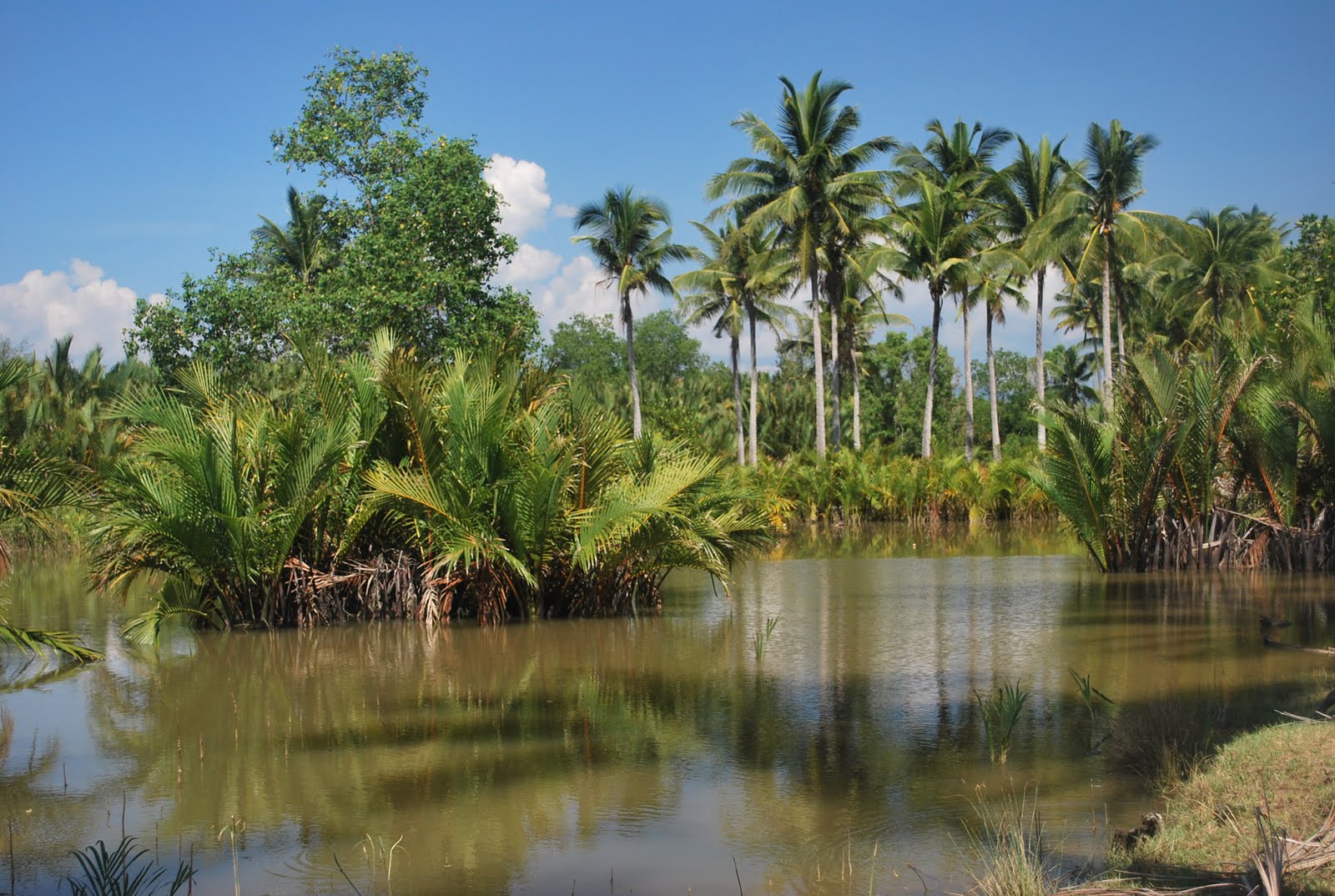 Terengganu's Touristic Appeal: Setiu Wetland: The rich biodiversity ...