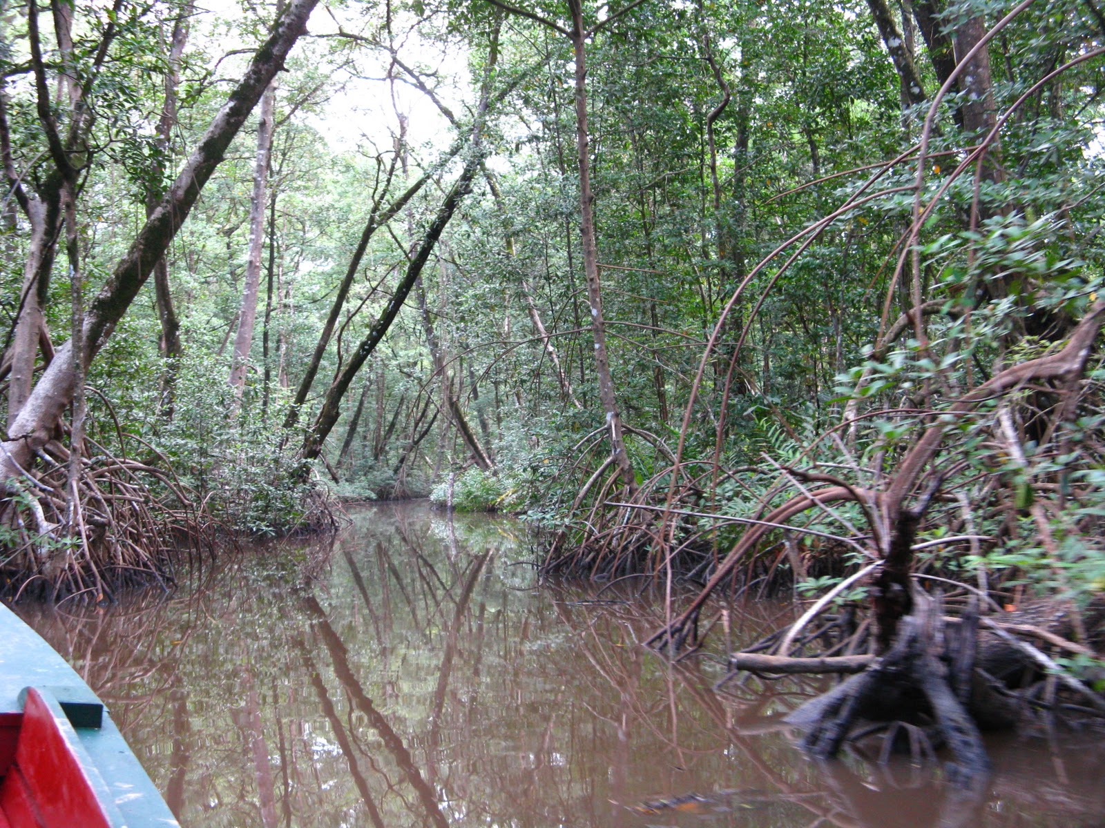 Suriname Green Tourism: Saturday Trip up the Commewijne River