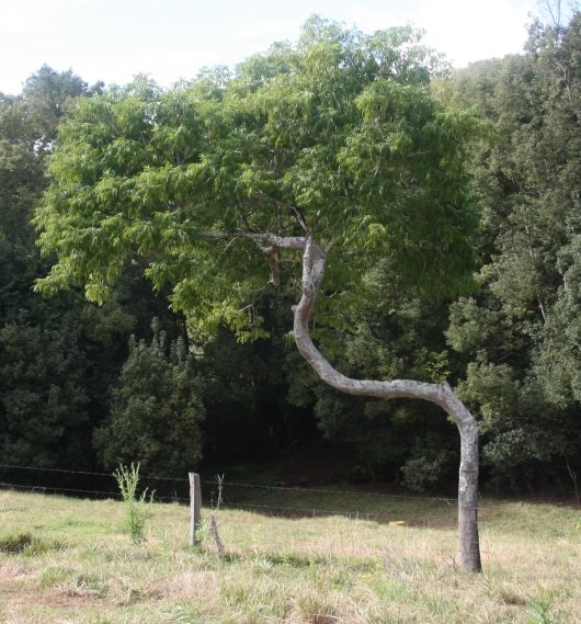 The Grange:a small farm in the Northern Rivers area of NSW: Wonky