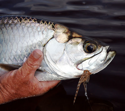 ANGLING ON THE FLY: Photography: Yucatan Baby Tarpon