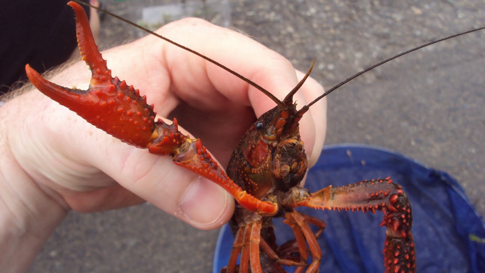Parkers in Japan: Summer Festival / Rice Field Bug Catching