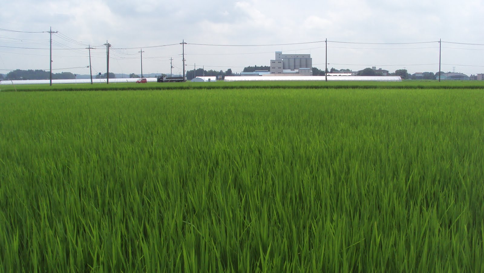 Parkers in Japan: Summer Festival / Rice Field Bug Catching