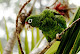 Las Cotorras: Cotorra puertorriqueña (Amazona vittata)