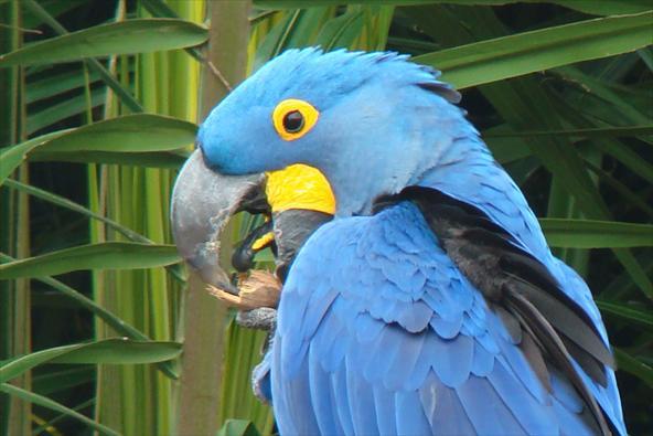 Conheça a Caatinga: Arara-azul-de-lear (Anodorhynchus leari)