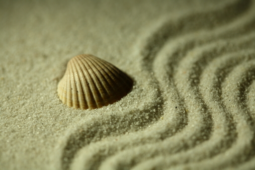 1000+ images about Sea Shells on Pinterest