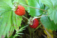 Poziomka pospolita - Smakowity blog