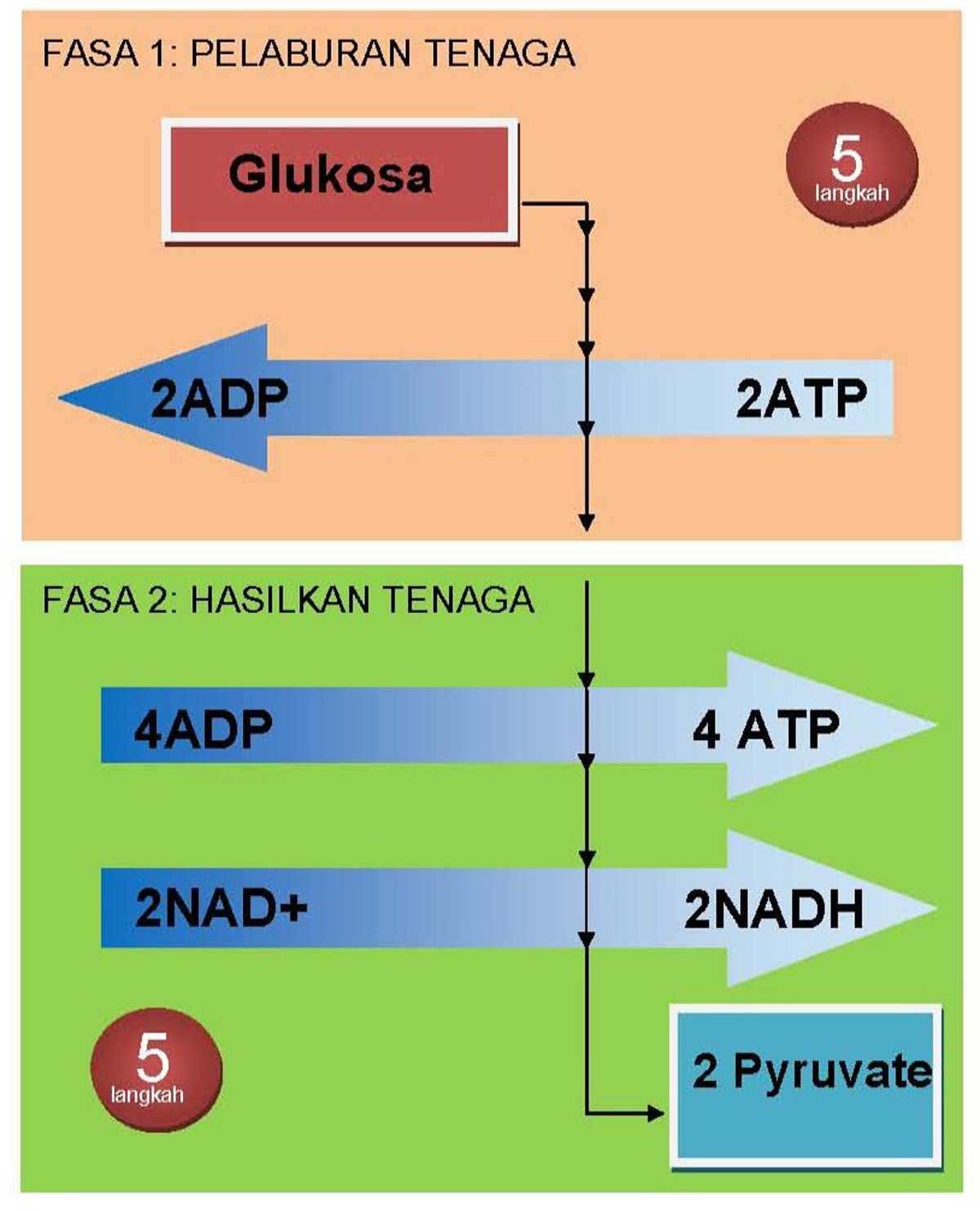 Pasca Research Center (PECER): Metabolisme Karbohidrat