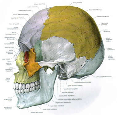 Nosso crânio pulsa e a saúde