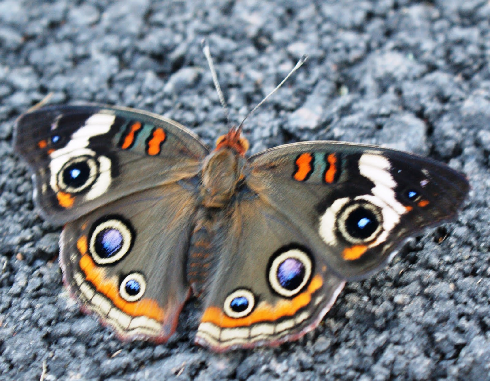 In My Backyard: Buckeye Butterfly