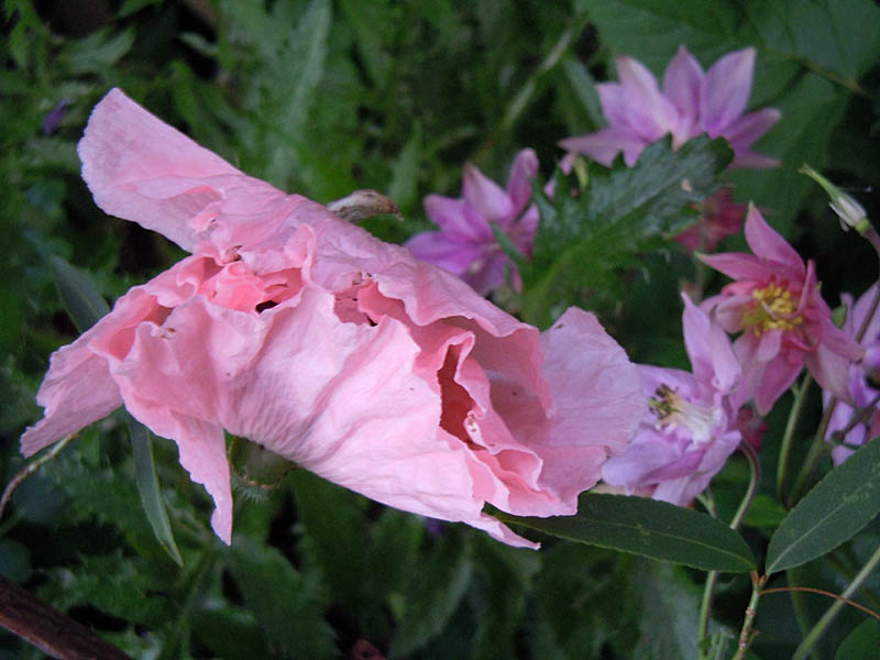 A Whiter Shade of Pale: juni 2010