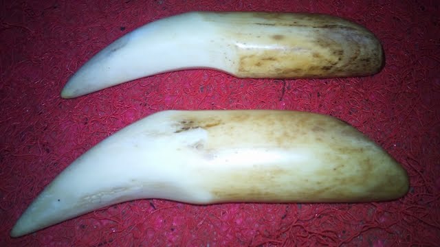 MISTIK : Kuku,Taring Harimau Beragan