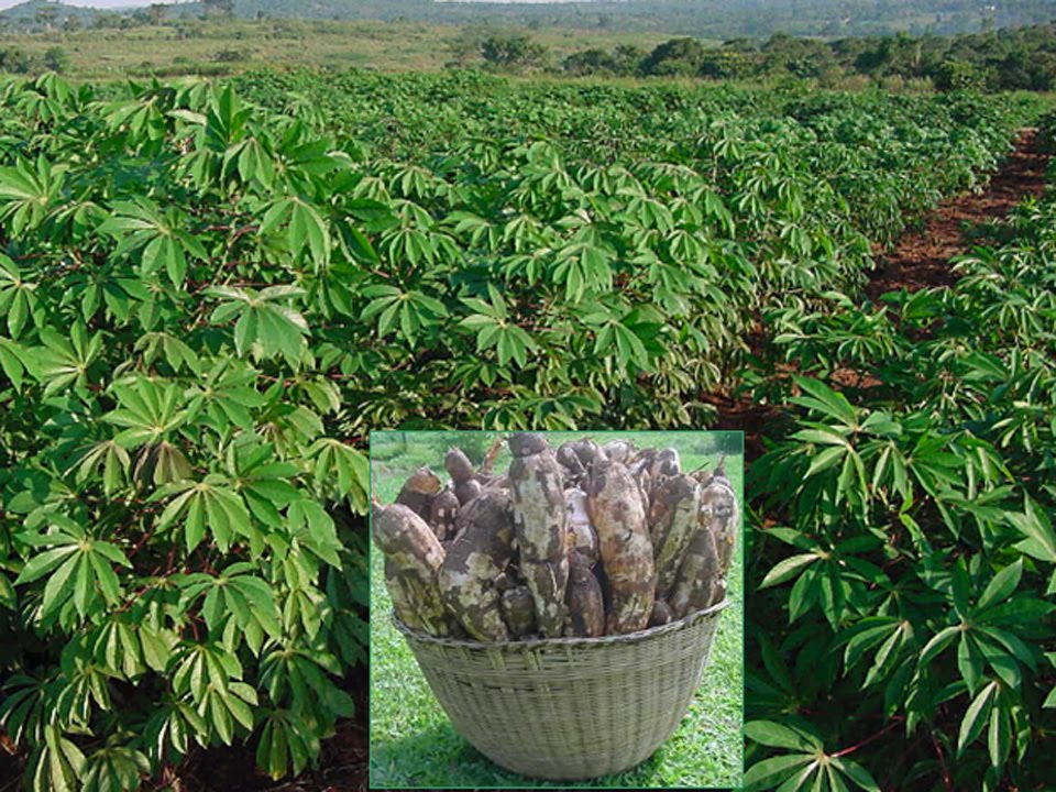 EN LOS TUXTLAS: SEMBRARAN MAS DE 100 HECTAREAS DE YUCA EN SANTIAGO TUXTLA