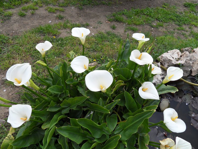 bunga lili putih - ThE sToRy oF mE