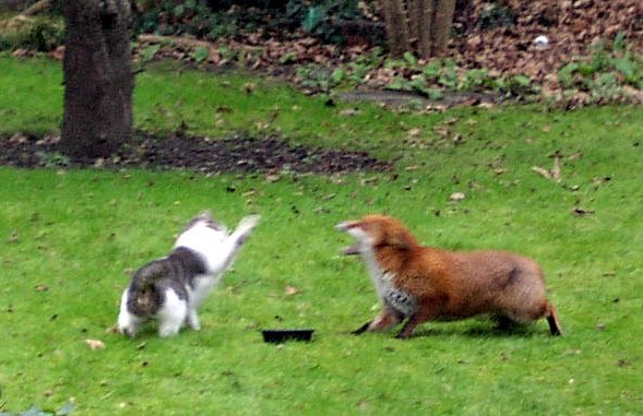 A bad witch's blog: A cat and fox food fight