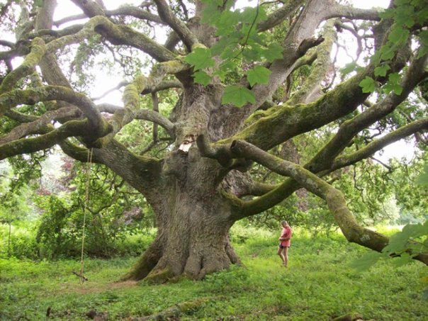 A bad witch's blog: Pagan Eye: The Druid Oak
