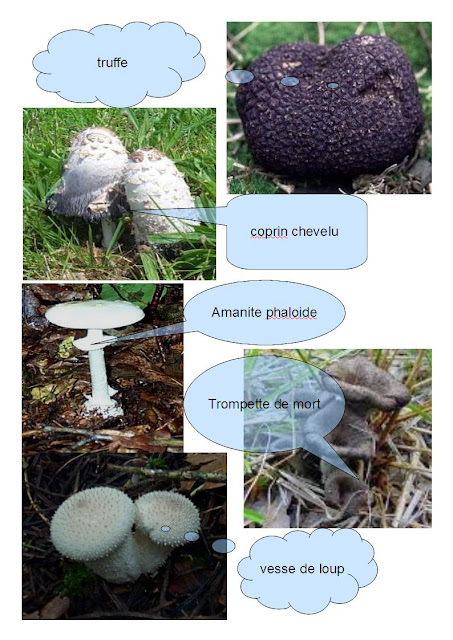 école de Rencurel: reconnaissance de champignons
