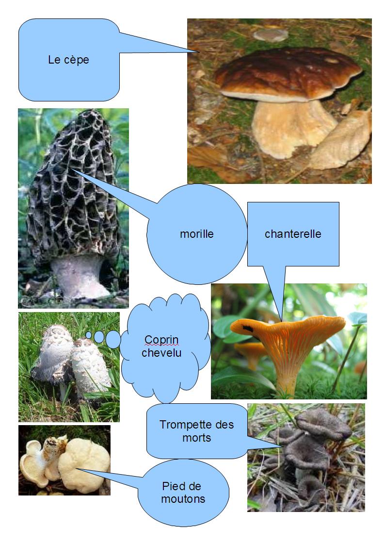 école de Rencurel: reconnaissance de champignons