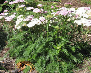 Tucson Herb Store: Yarrow Experiences