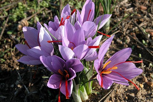 জাফরান - আসল নকল চিনে নিন ~ আমাদের দেশ...